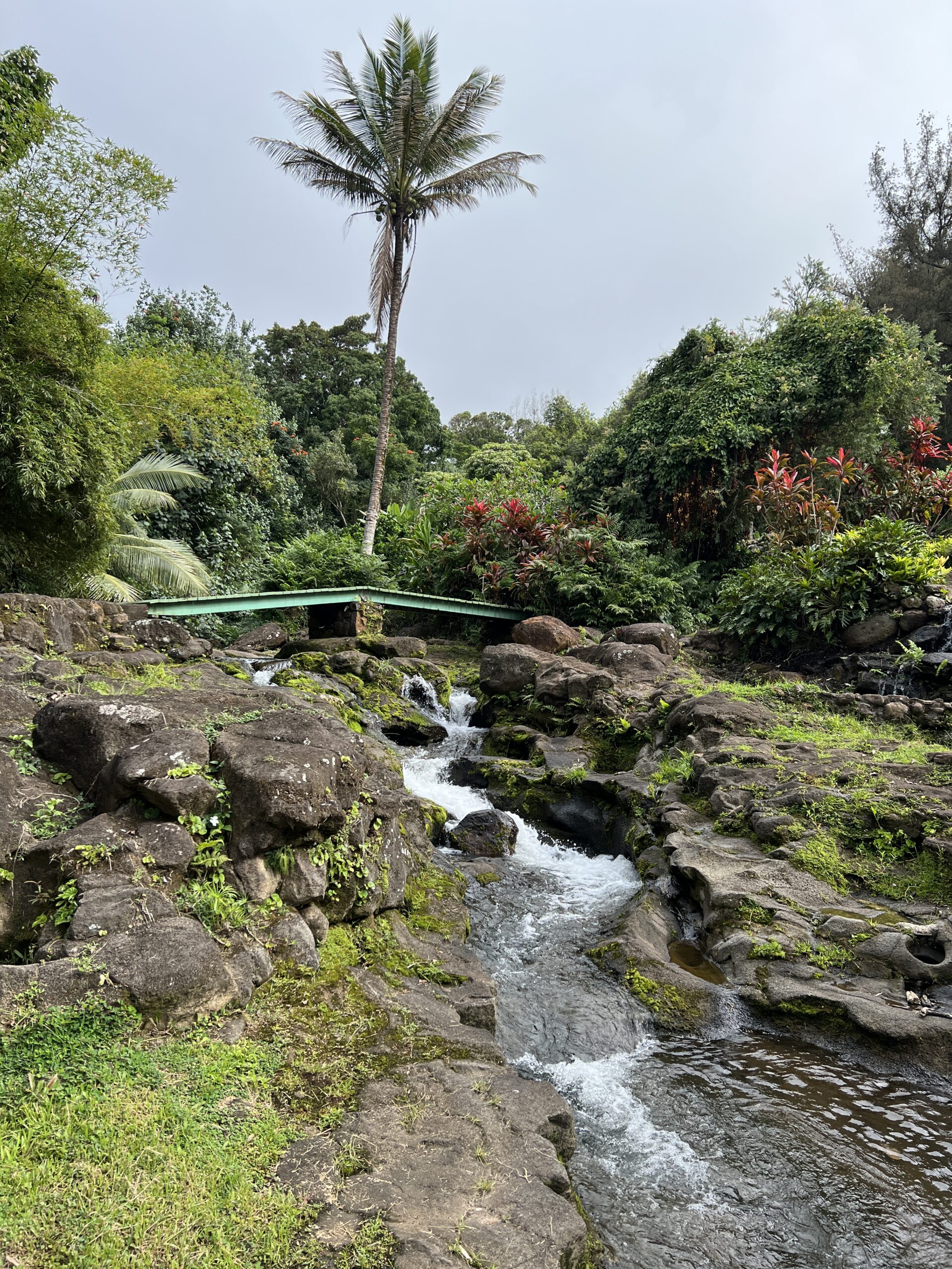 Mahalo for 23 Years at Konea ‘O Kukui Garden – North Kohala Community ...